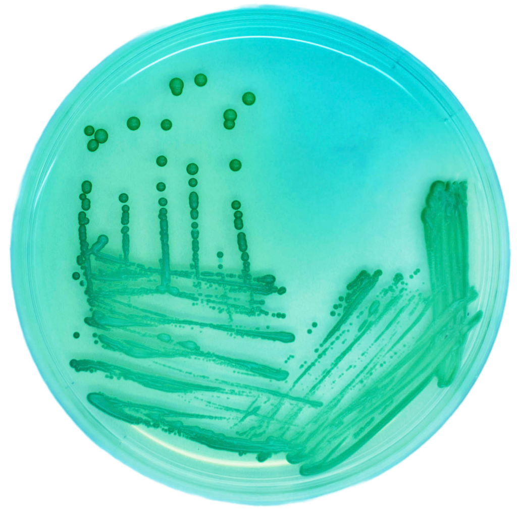 Microbial Identification DNA Sequencing | ELDA Biotech
